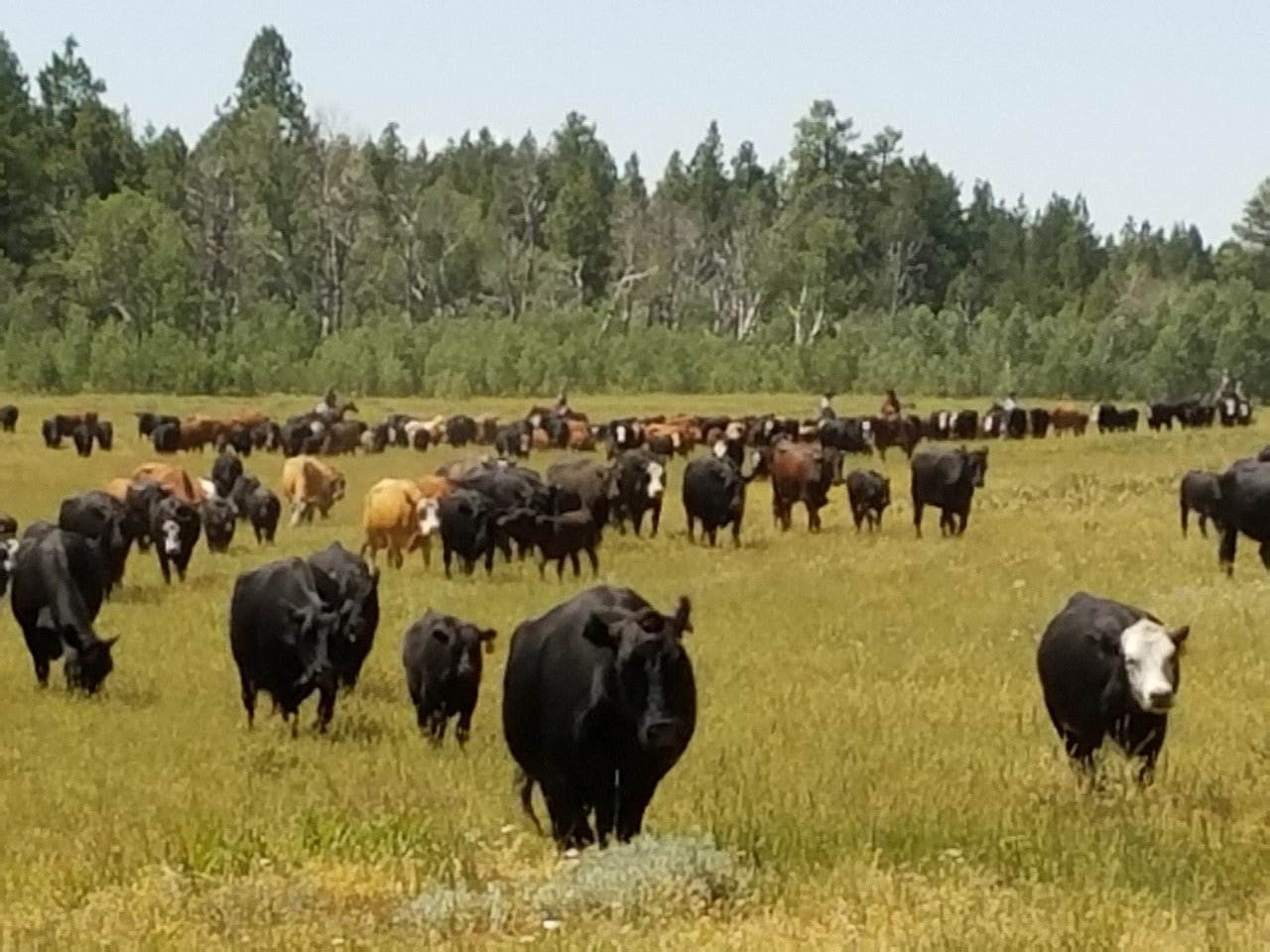 Podunk's Ranch #N# – Podunk's Ranch